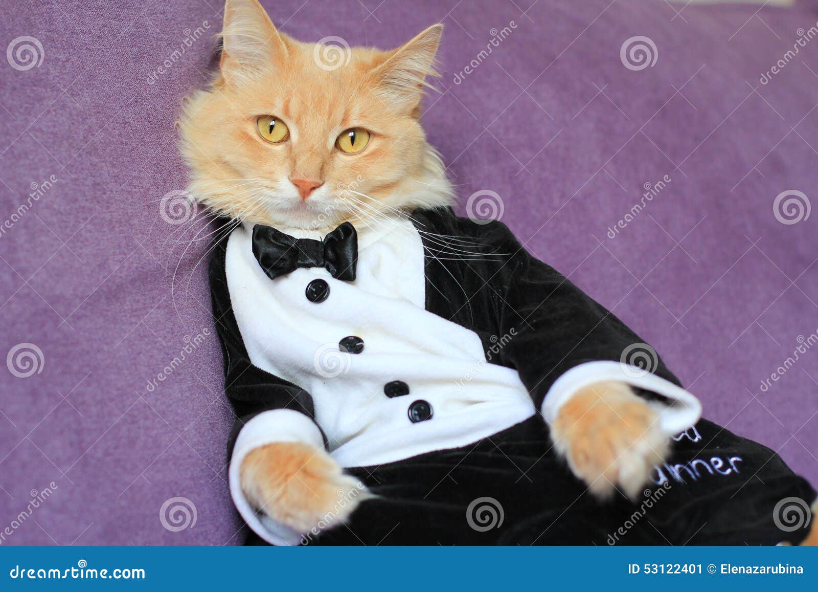 Smoking de port de chat image stock. Image du minou, chat - 53122401