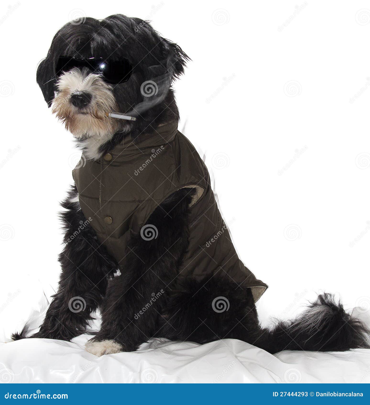 Smoking dog stock image. Image of idea, animal, isolated - 27444293