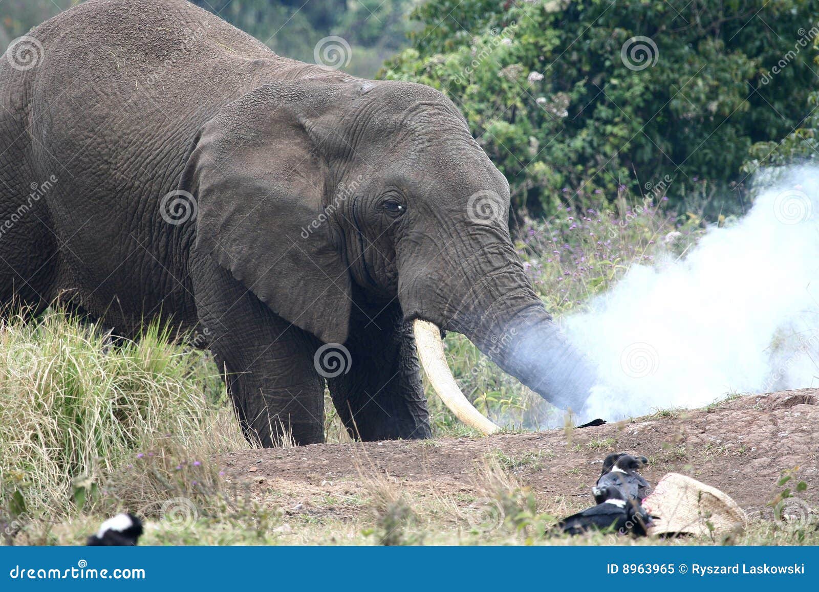 Smoking elephant stock image. Image of safari, camping - 8963965