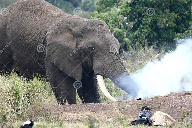 Smoking elephant stock image. Image of safari, camping - 8963965