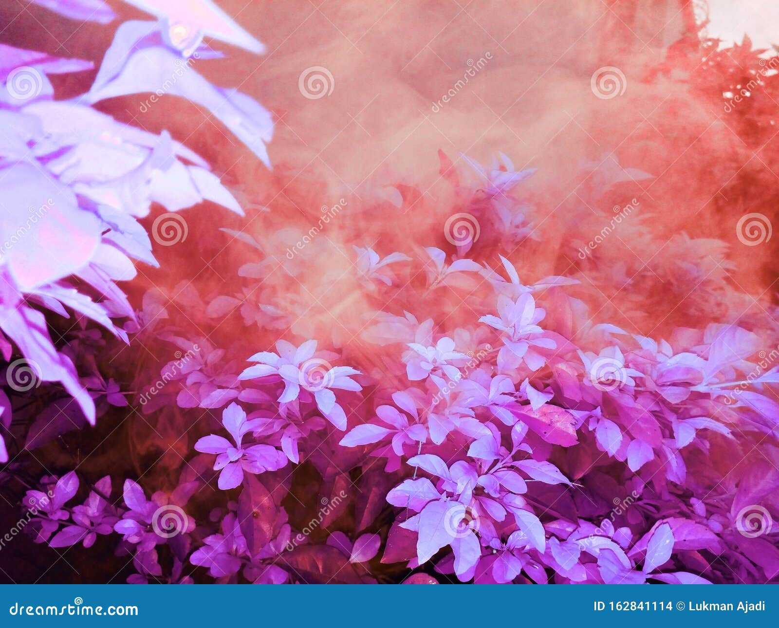 Smoking flower beauty stock photo. Image of cool, smoking - 162841114