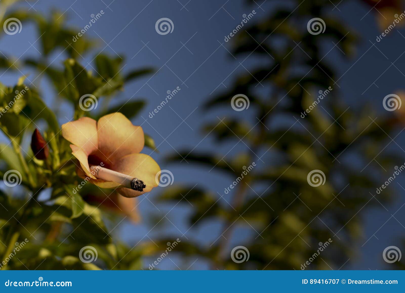 The smoking flower stock image. Image of dramatic, smoking - 89416707