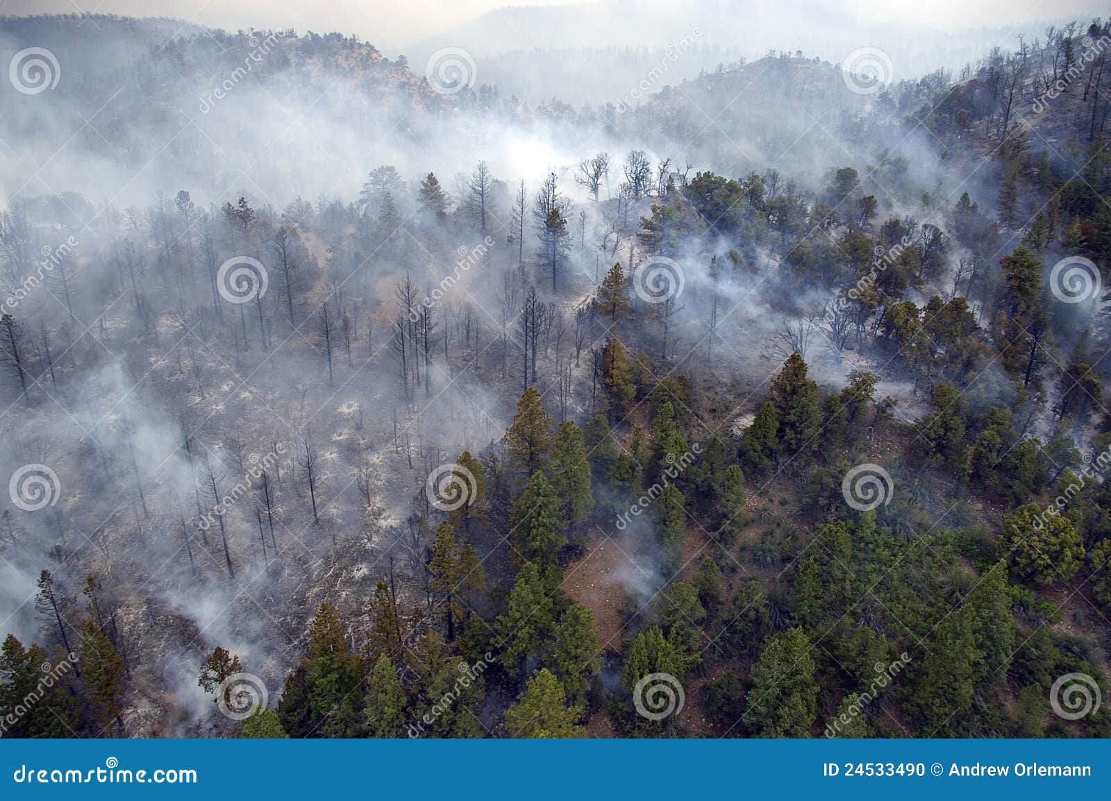 Smoking Forest stock photo. Image of disaster, flame - 24533490