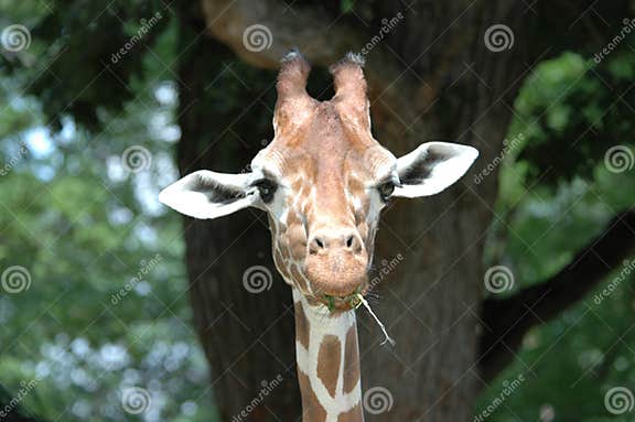 Smoking Giraffe stock photo. Image of safari, ears, camelopardalis ...