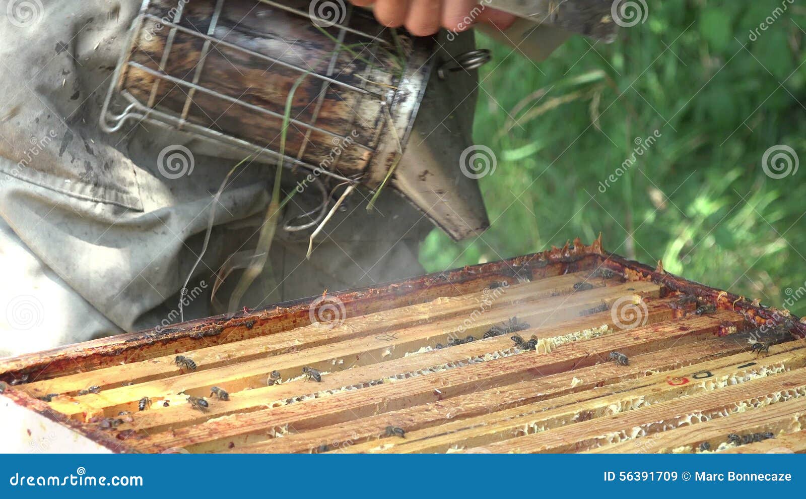 Smoking Out Bees Stock Footage & Videos - 28 Stock Videos