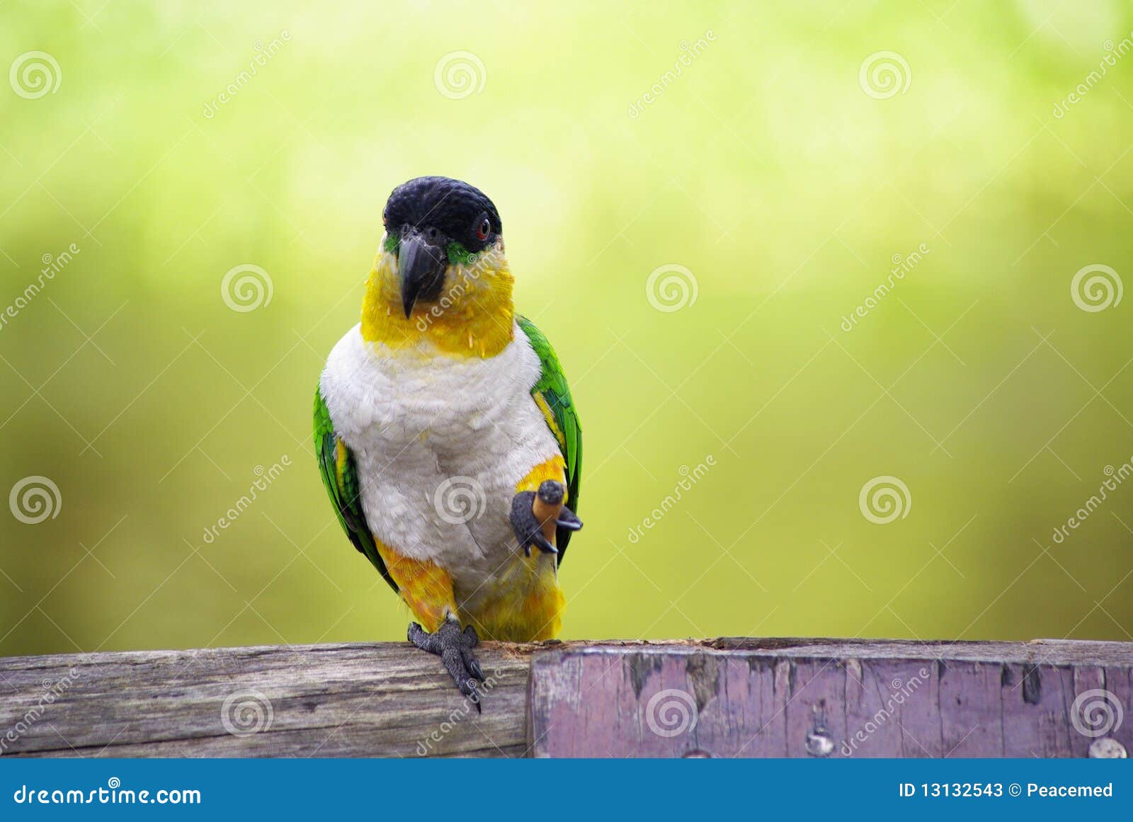 Smoking Parrot stock image. Image of bill, green, daring - 13132543