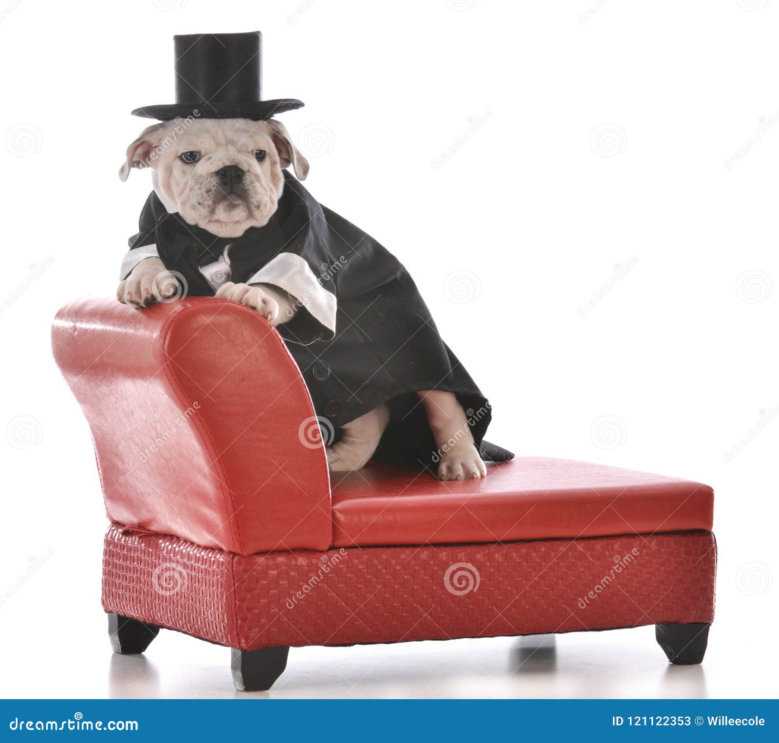 Smoking Que Lleva Del Perrito Lindo Imagen de archivo - Imagen de perro ...