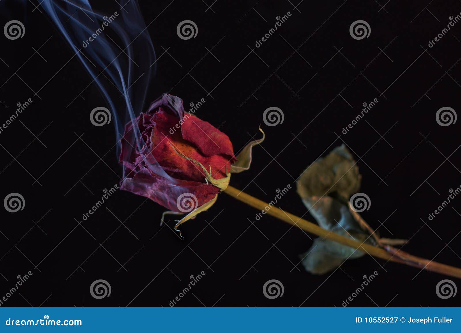 Smoking Red Rose stock image. Image of lost, decay, close - 10552527