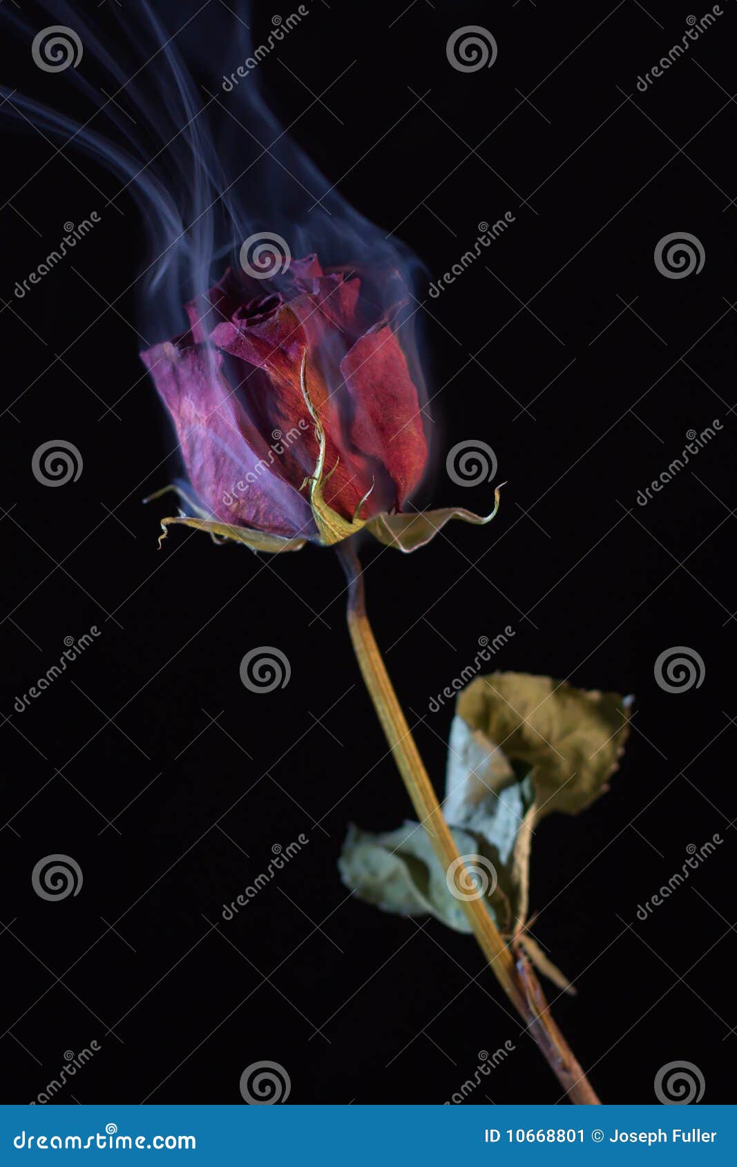 Smoking Red Rose stock image. Image of closeup, lost - 10668801
