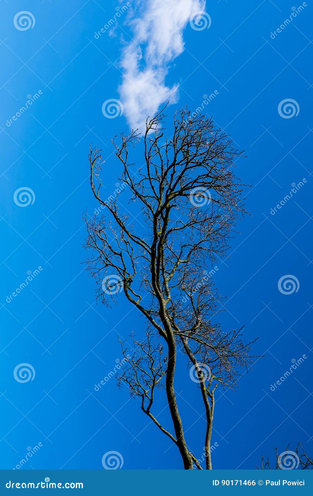 The Smoking Tree stock photo. Image of blue, colours - 90171466