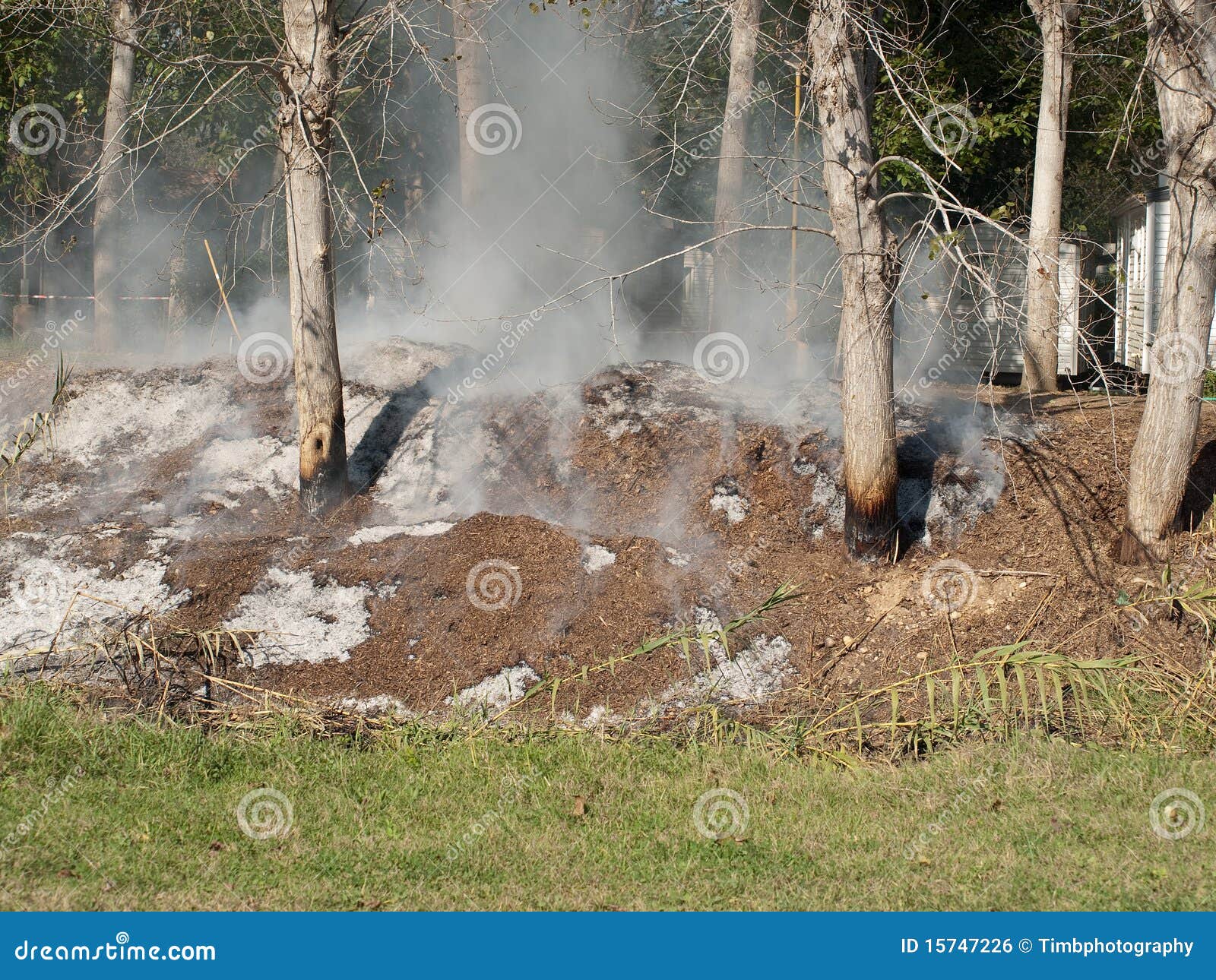 Smoking trees stock photo. Image of environment, water - 15747226