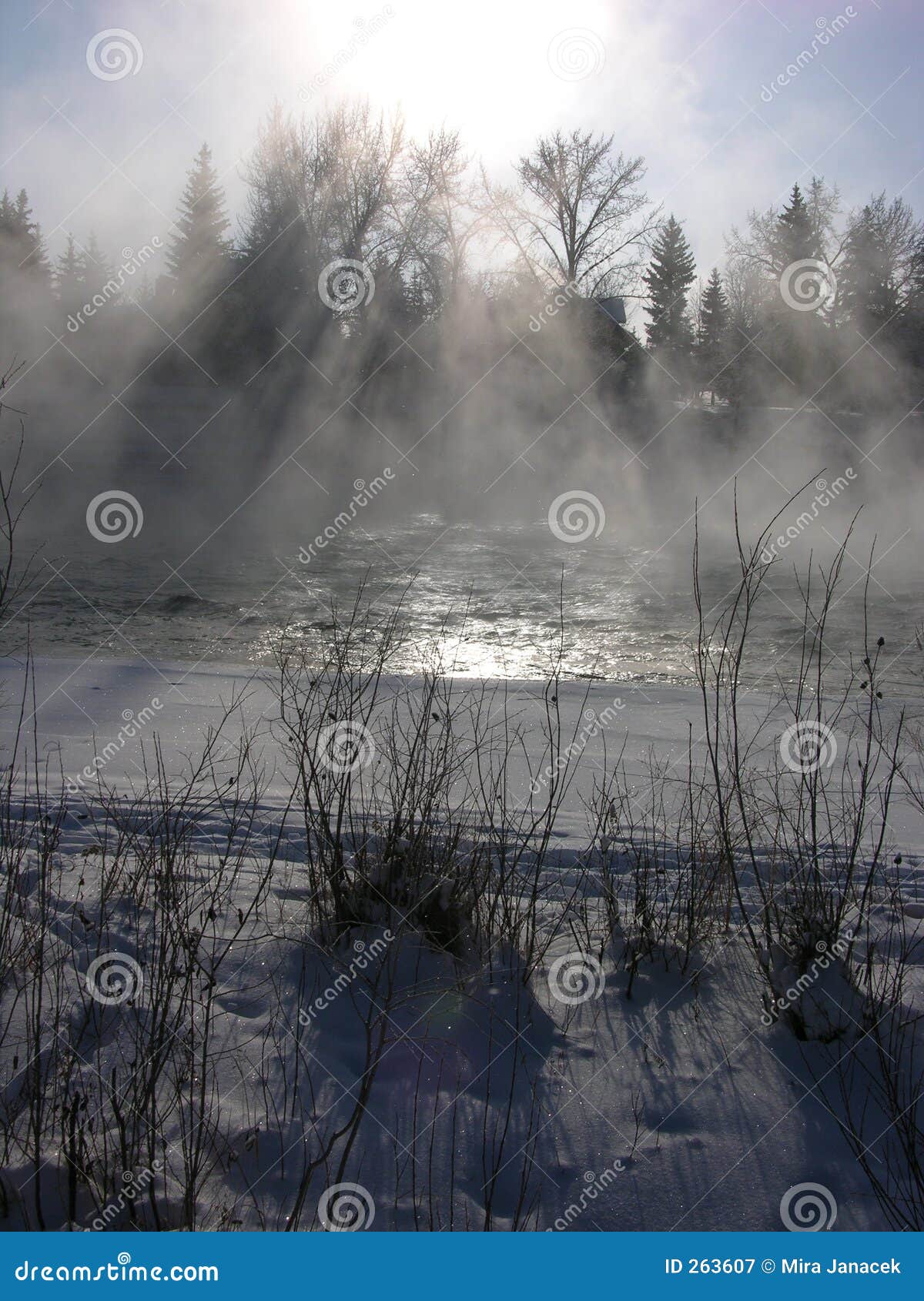 Smoking winter stock image. Image of trees, smoke, forest - 263607