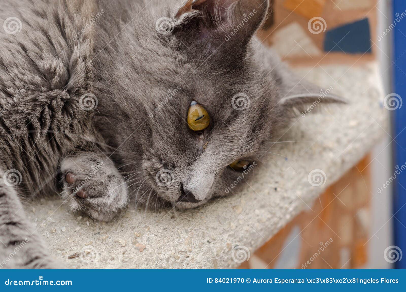 Smoky cat stock photo. Image of kitten, fluffy, resting - 84021970