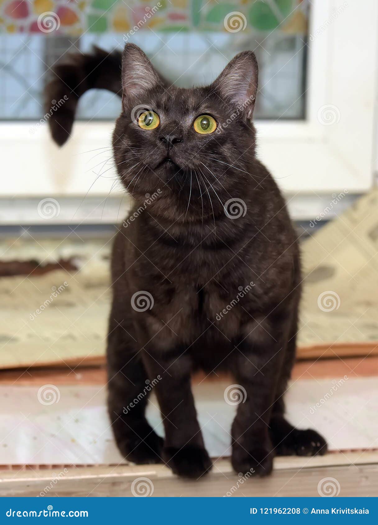 Smoky cat with orange eyes stock photo. Image of alert - 121962208