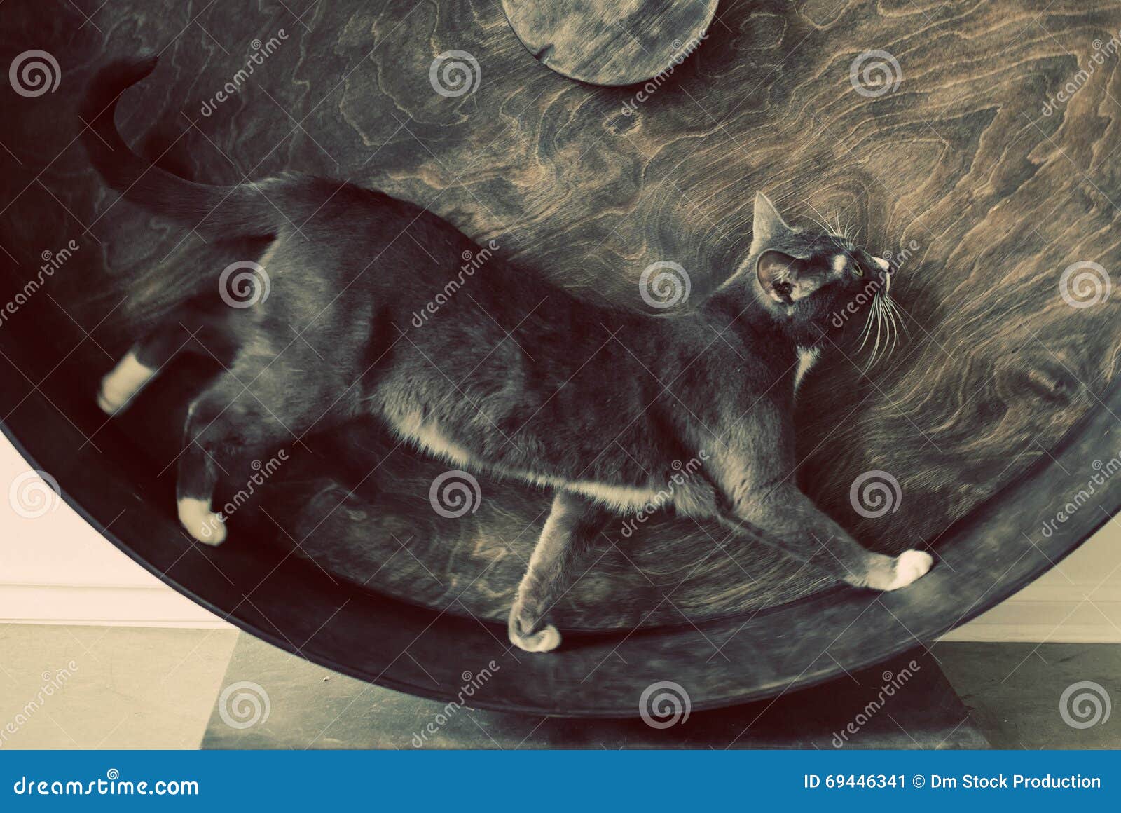 Smoky cat. stock image. Image of hypnosis, feline, energy - 69446341