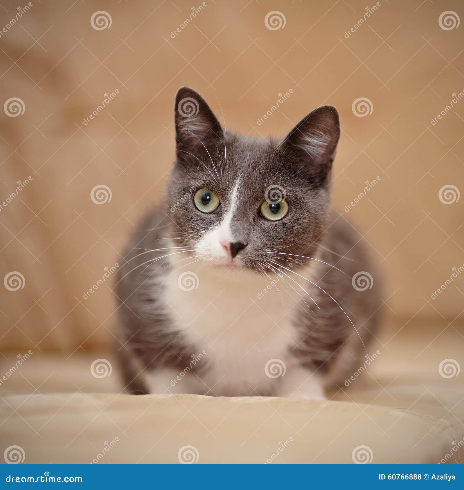Smoky-gray domestic cat. stock photo. Image of pedigreed - 60766888