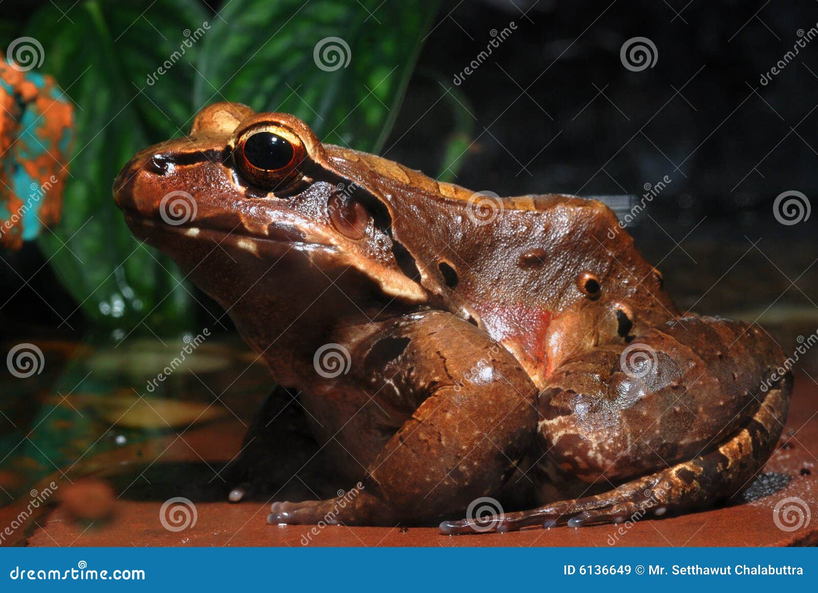 Smoky Jungle Frog stock image. Image of frog, south, wildlife - 6136649