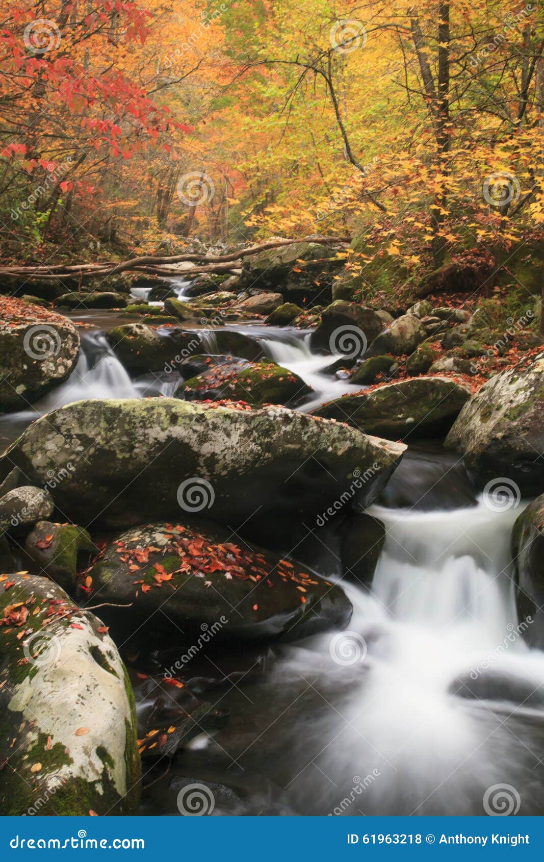 Smoky Mountain Fall Stream stock photo. Image of beauty - 61963218