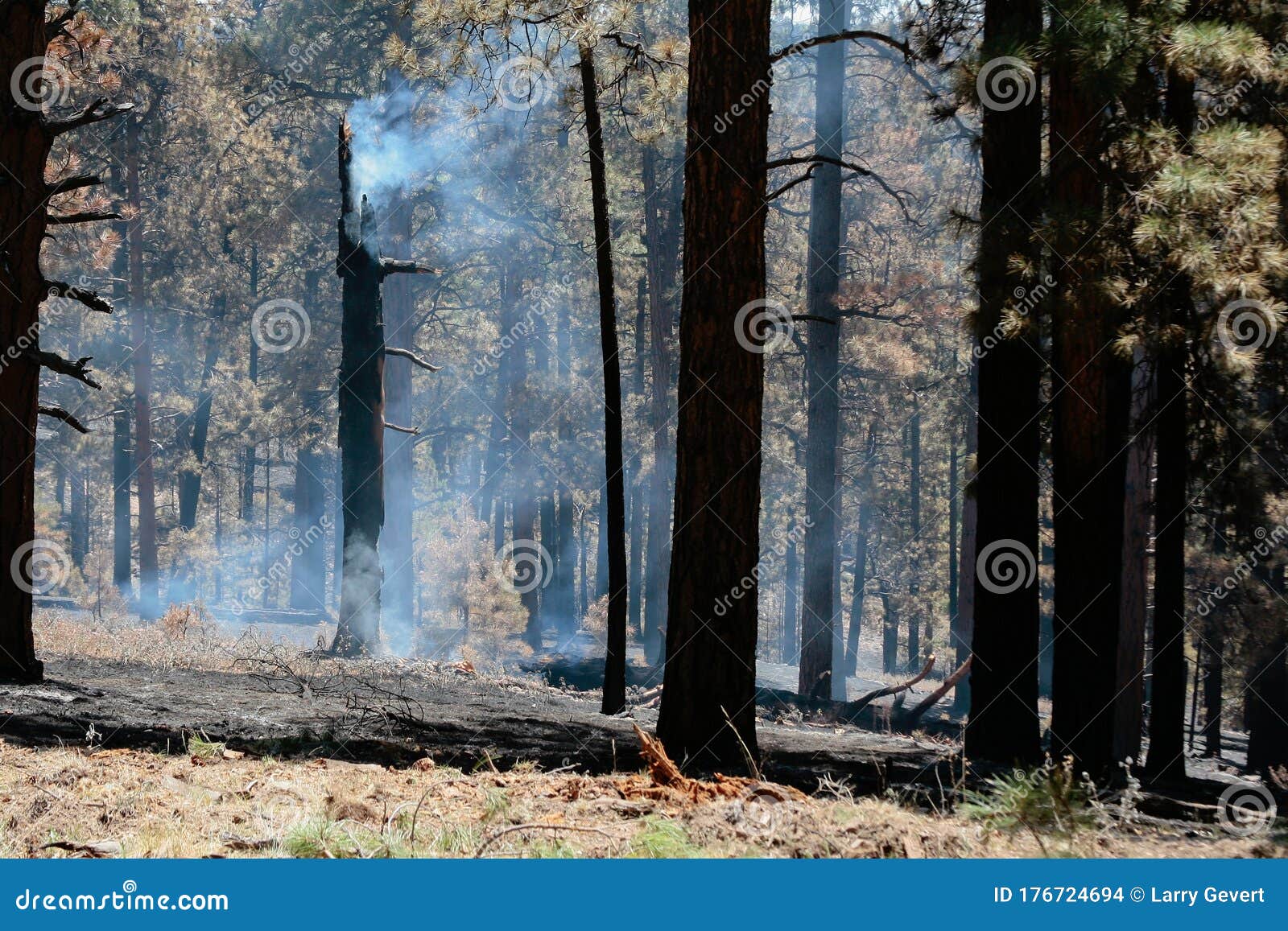 Smoldering forest fire stock photo. Image of central - 176724694