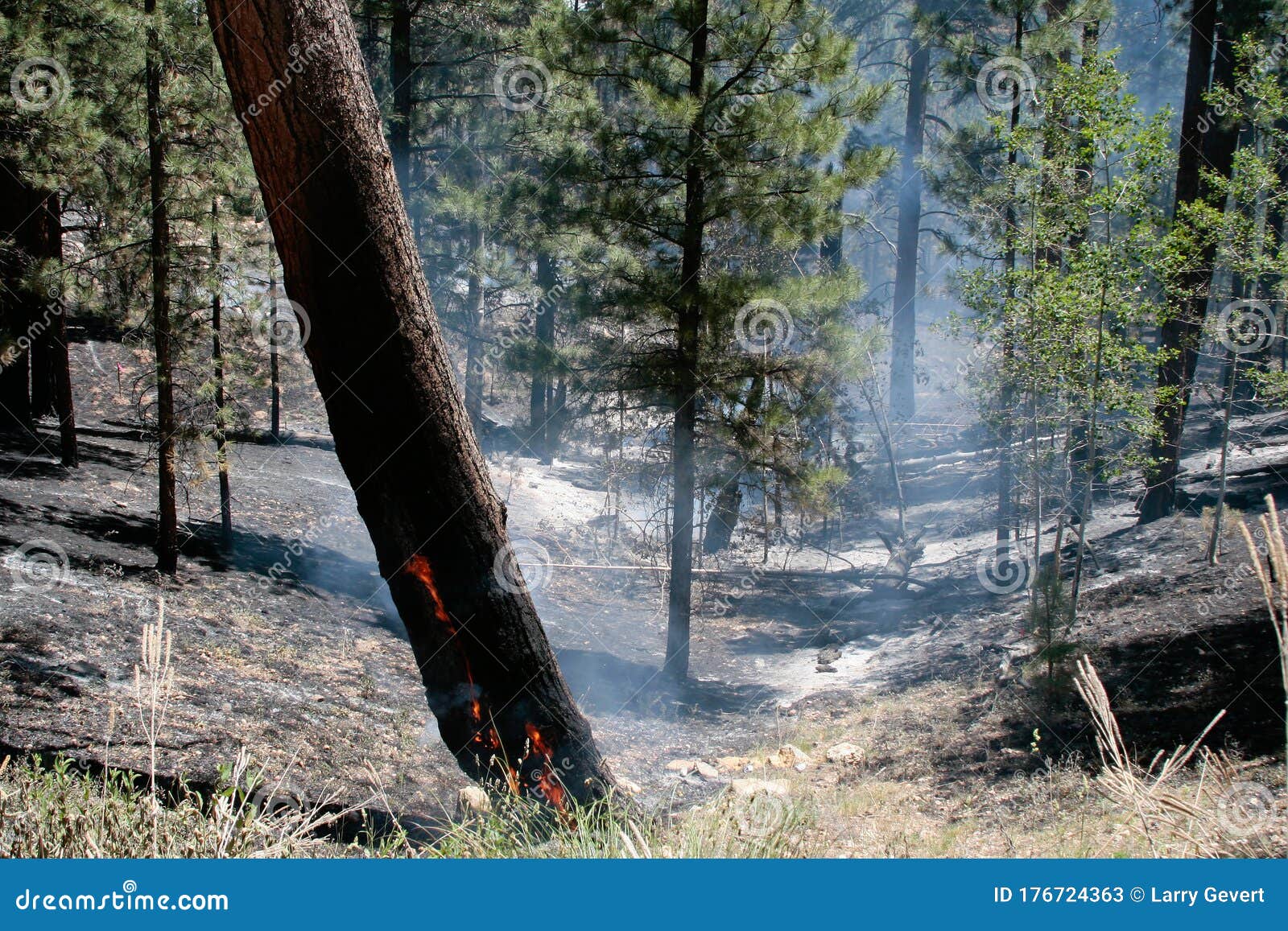 Smoldering forest fire stock image. Image of control - 176724363