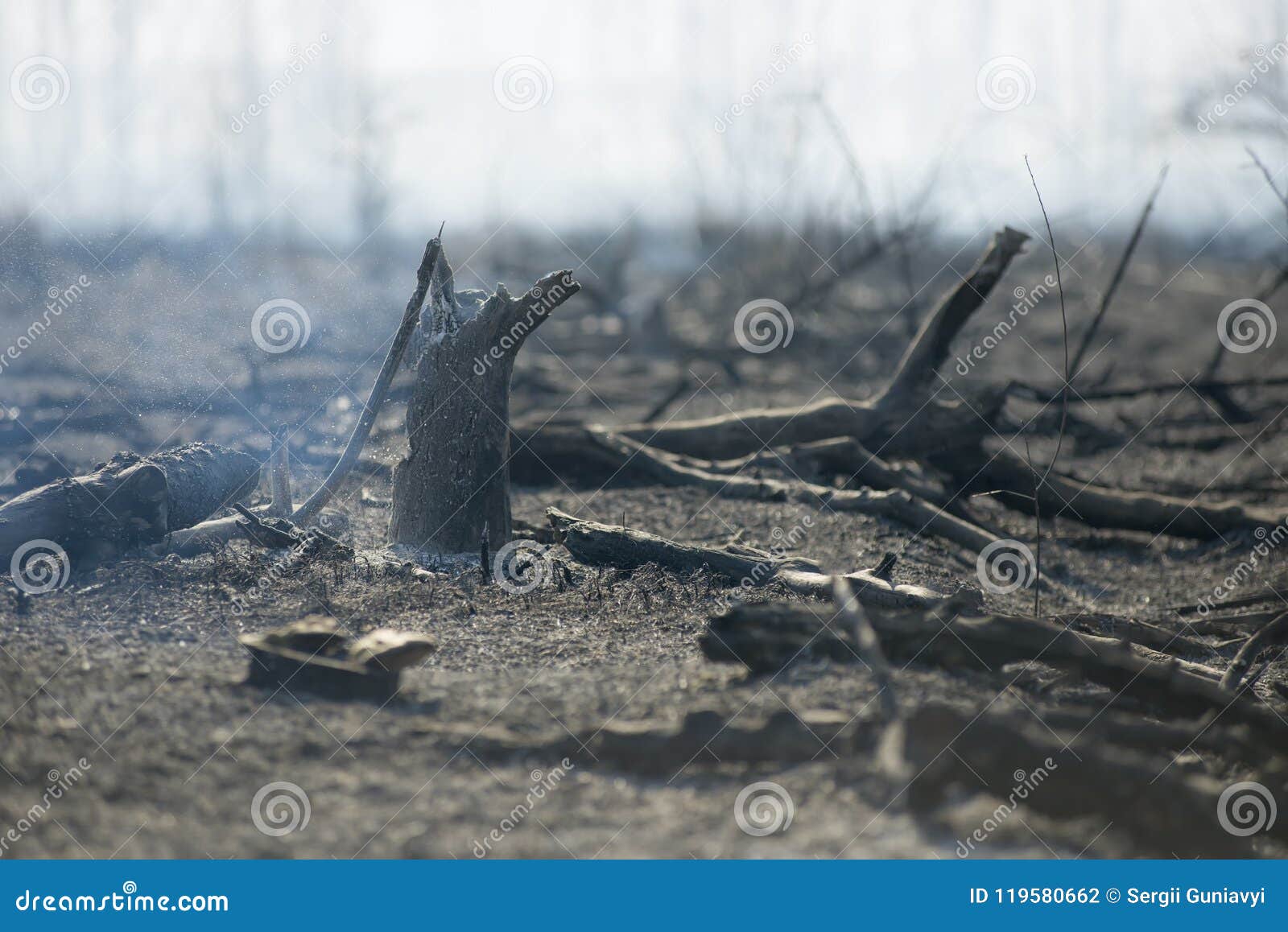 Smoldering Stump after Fire Stock Photo - Image of protect, heat: 119580662