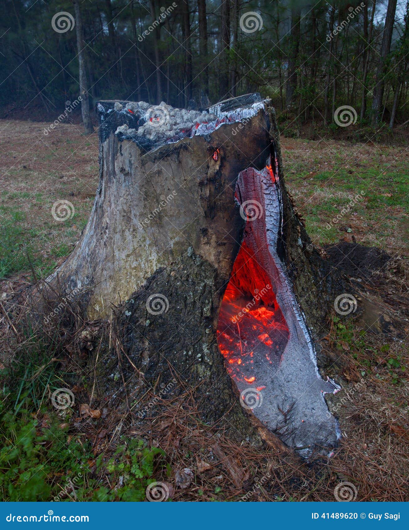 Smoldering stump stock photo. Image of tree, heat, bark - 41489620