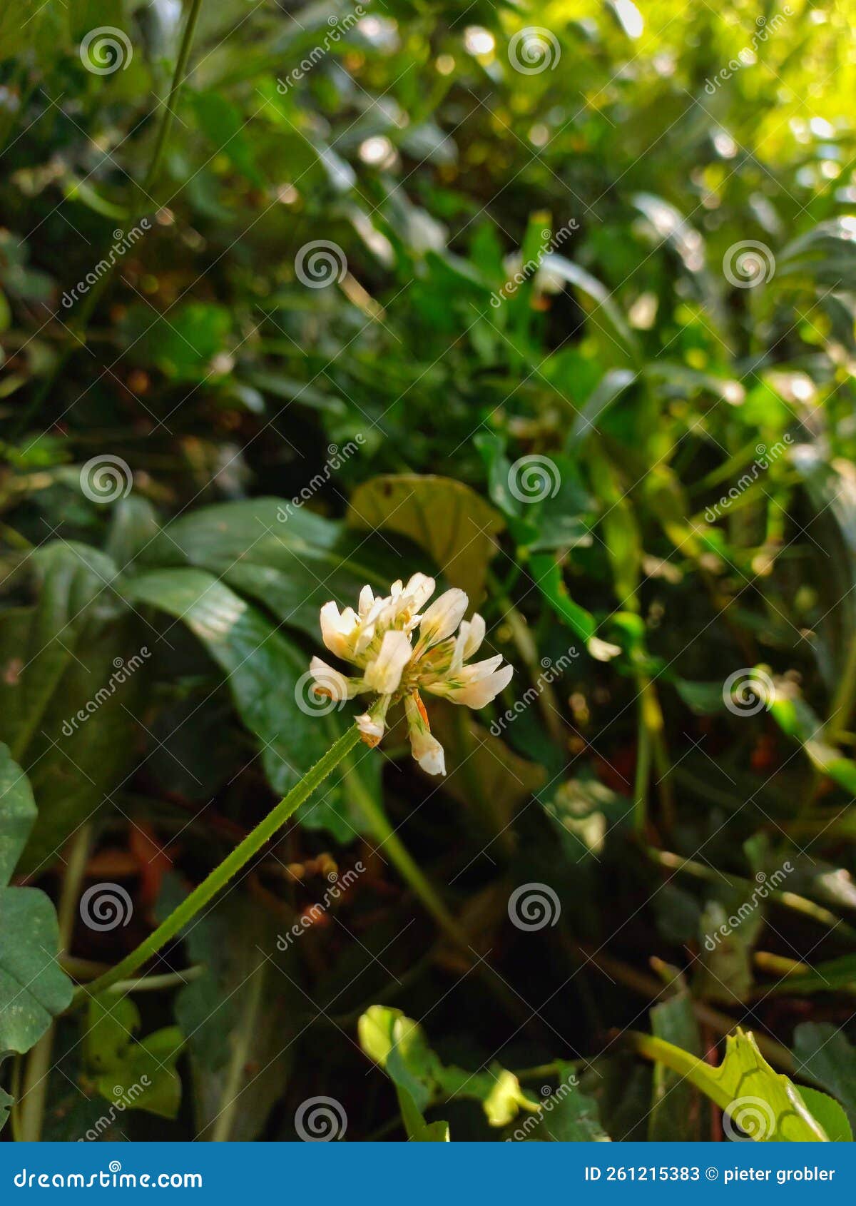Smole flower ðŸŒ¼ stock image. Image of wildflower, tree - 261215383