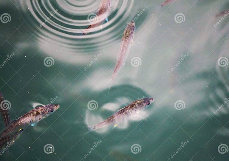 Smolt di color salmone fotografia stock. Immagine di riproduzione ...