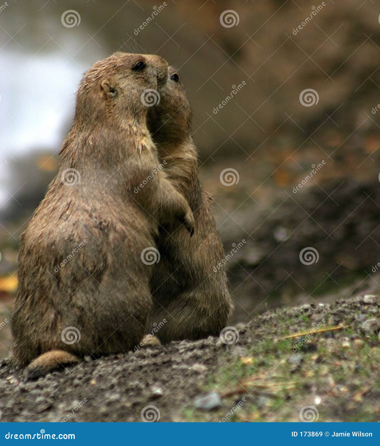Smooch stock image. Image of rodent, mammal, hugging, animal - 173869
