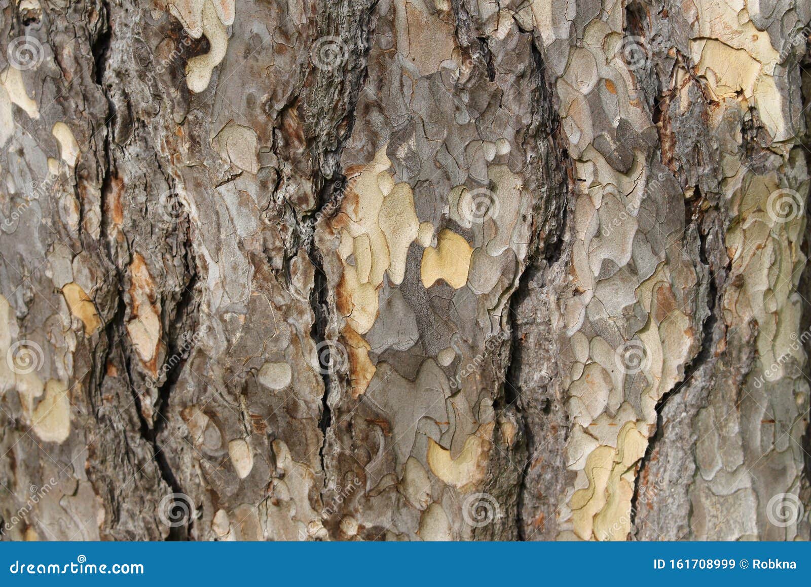 Smooth Abstract Tree Bark Texture Stock Image - Image of board ...