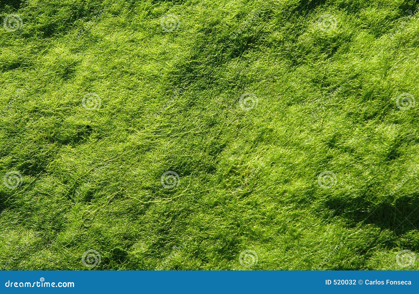 Moist Algae Carpet Stock Photos - Free & Royalty-Free Stock Photos from ...