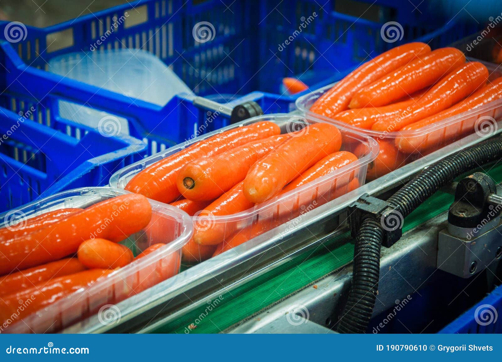 Smooth and Attractive Washed Carrot Roots in Plastic Box. Stock Photo ...