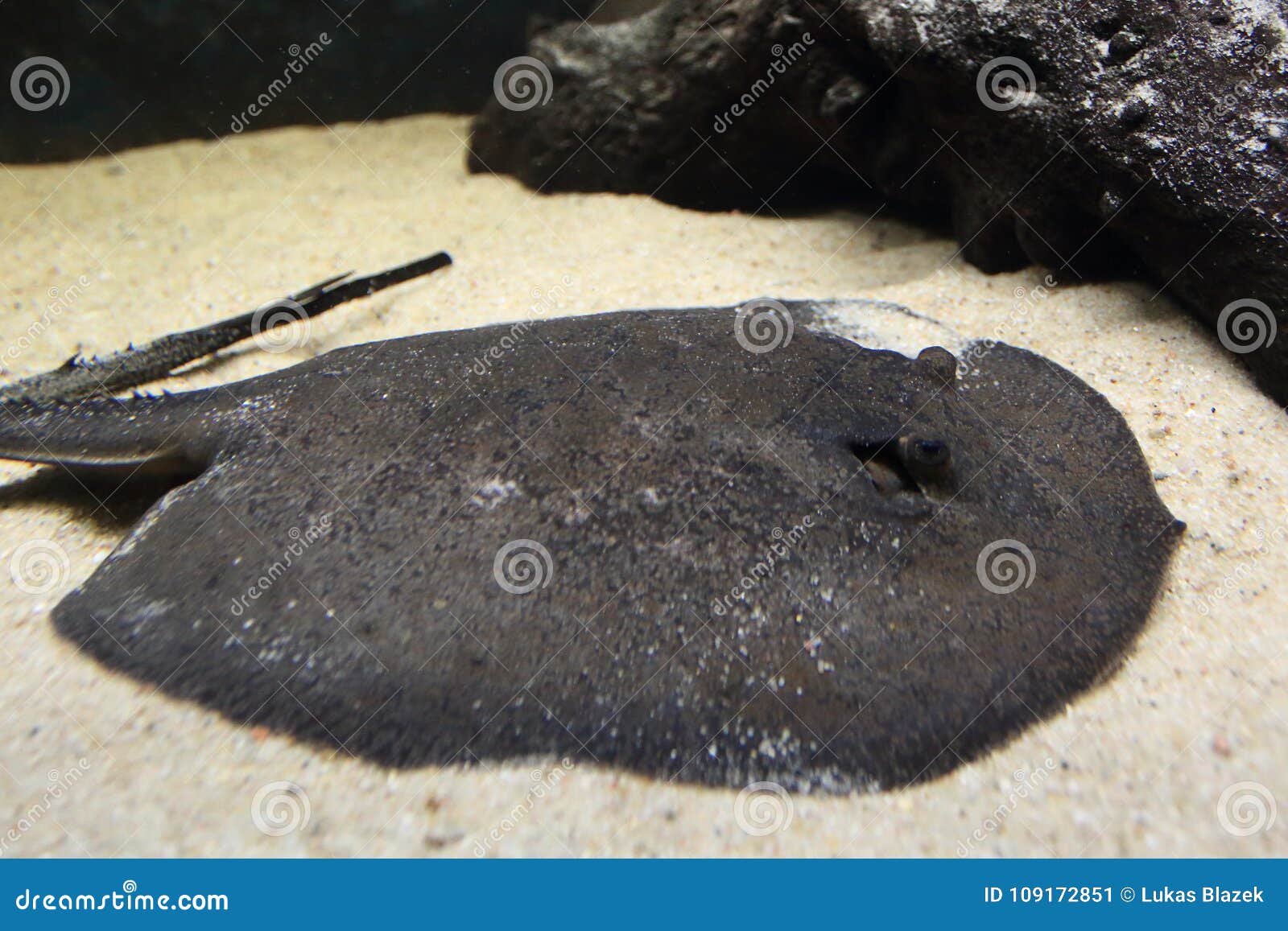 Smooth-back river stingray stock image. Image of potamotrygon - 109172851