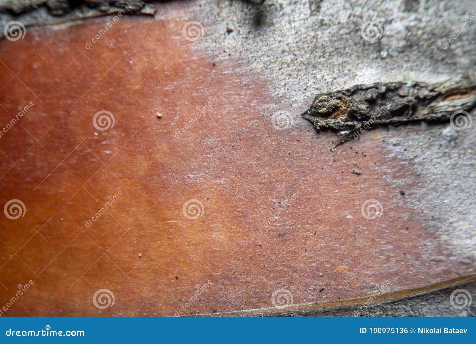 The Smooth Bark of the Tree is Red Stock Photo - Image of brown, flora ...