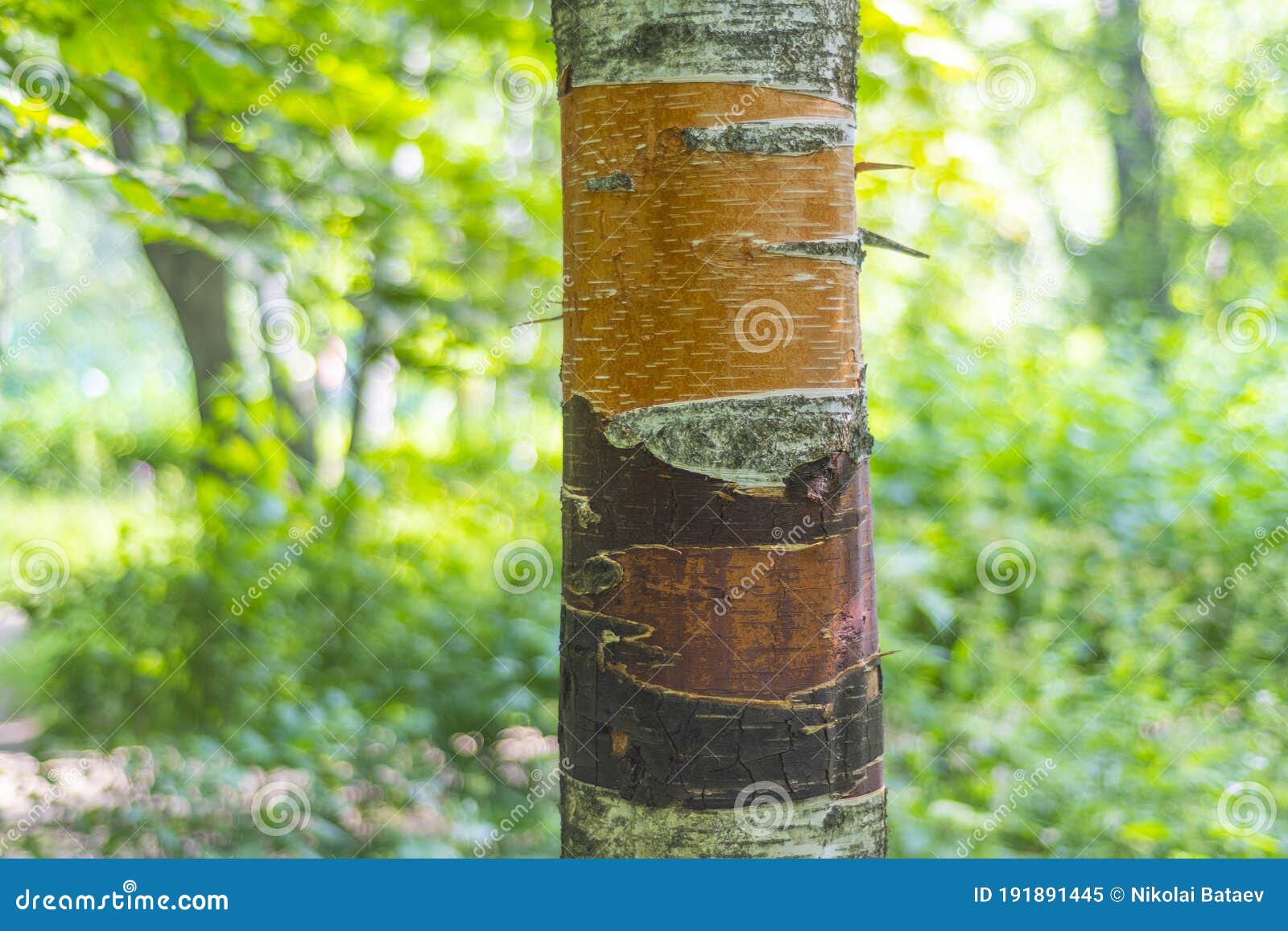 The Smooth Bark of the Tree is Red Stock Image - Image of brown ...