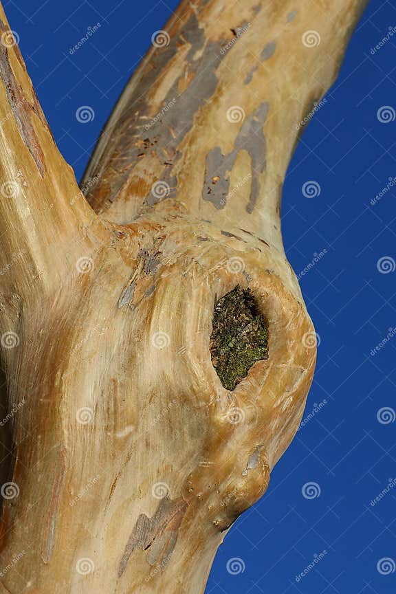 Smooth Beech Tree Trunk Background Stock Photo - Image of tree, wood ...