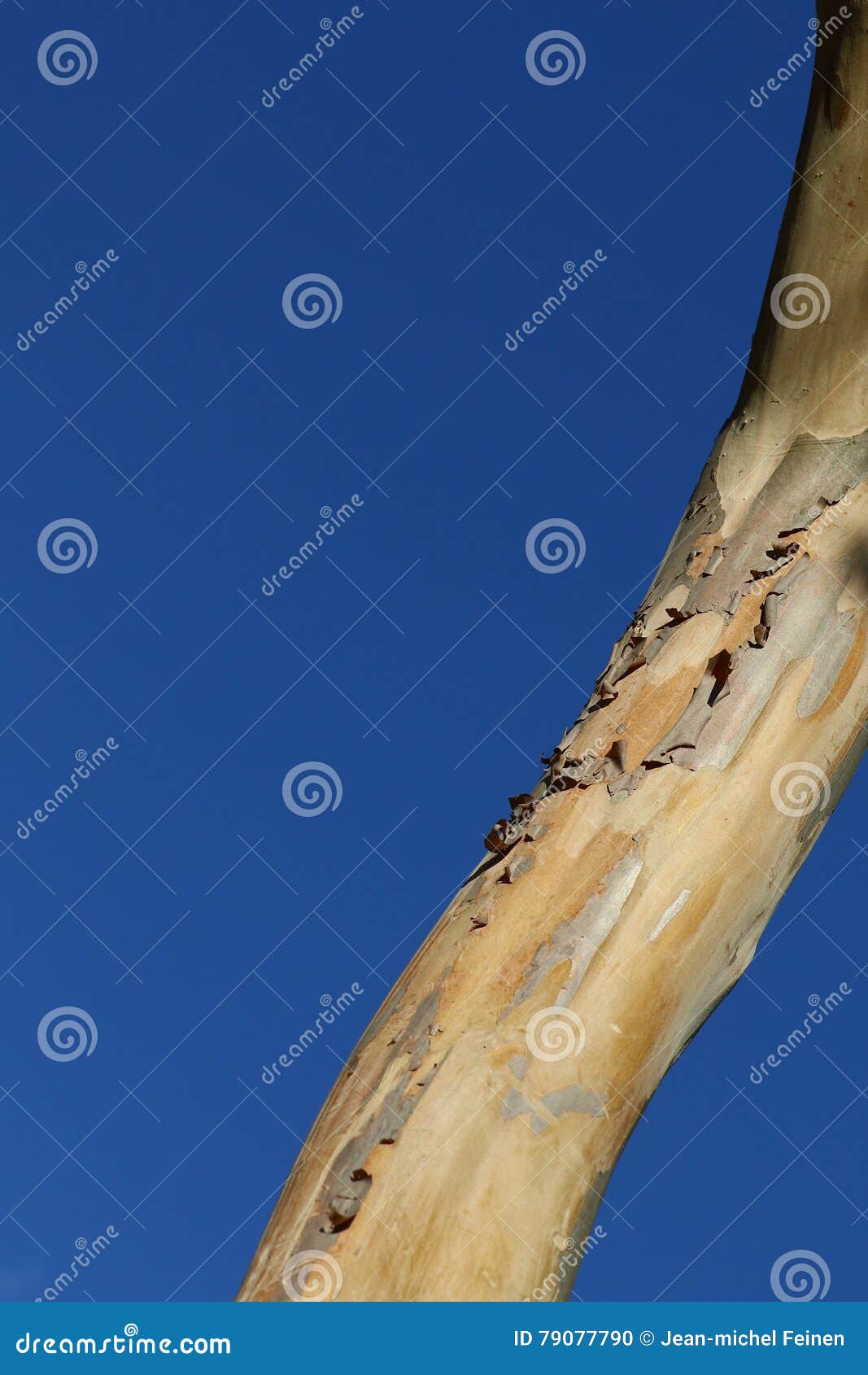 Smooth Beech Tree Trunk Background Stock Photo - Image of trunk, blue ...