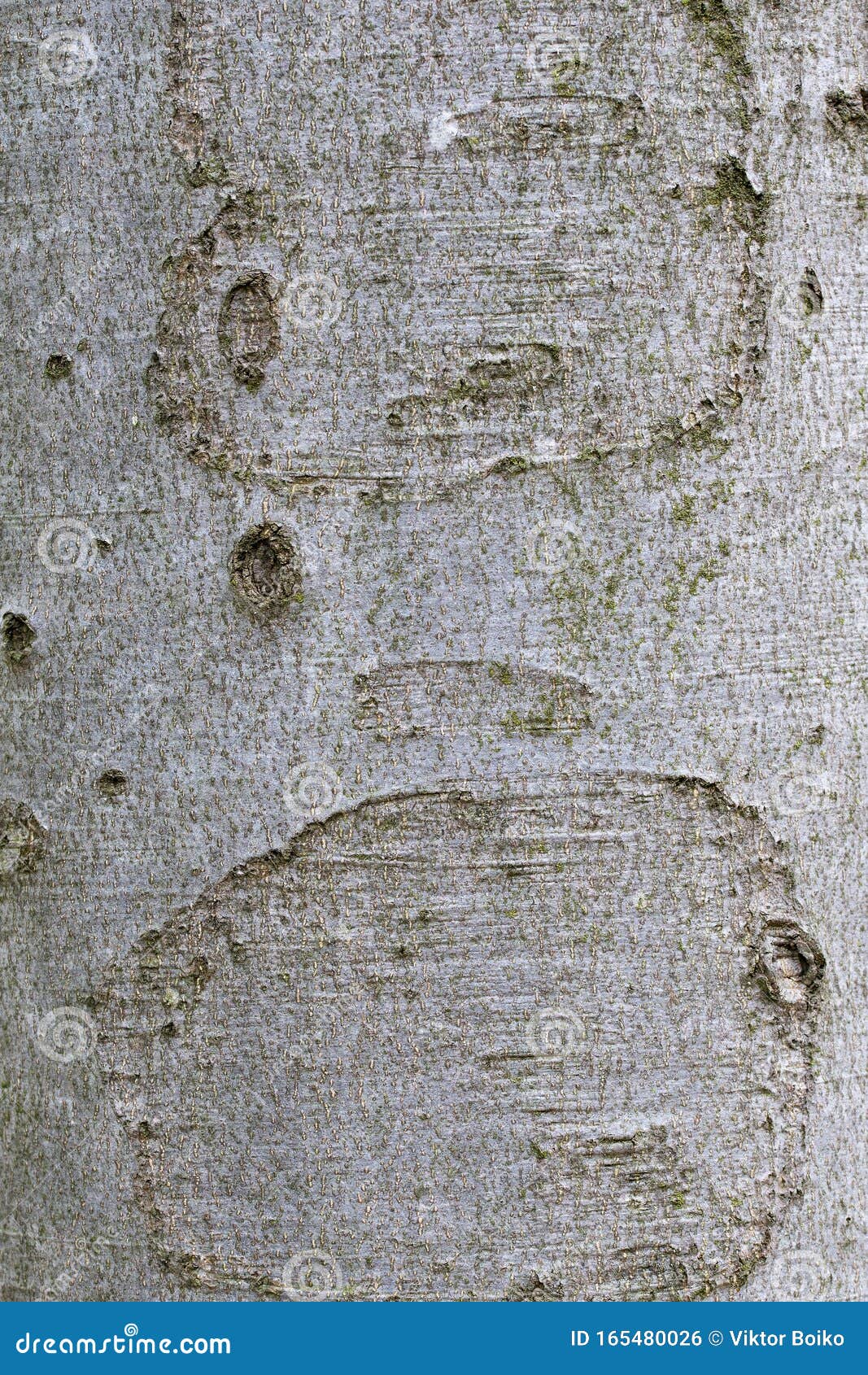 Smooth Beech Tree Trunk Surface for Background Stock Photo - Image of ...