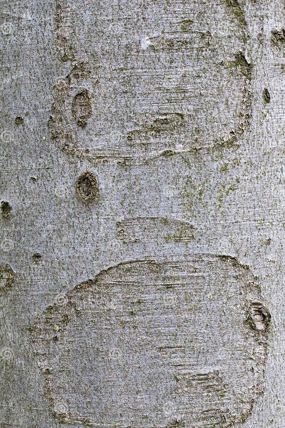 Smooth Beech Tree Trunk Surface for Background Stock Photo - Image of ...