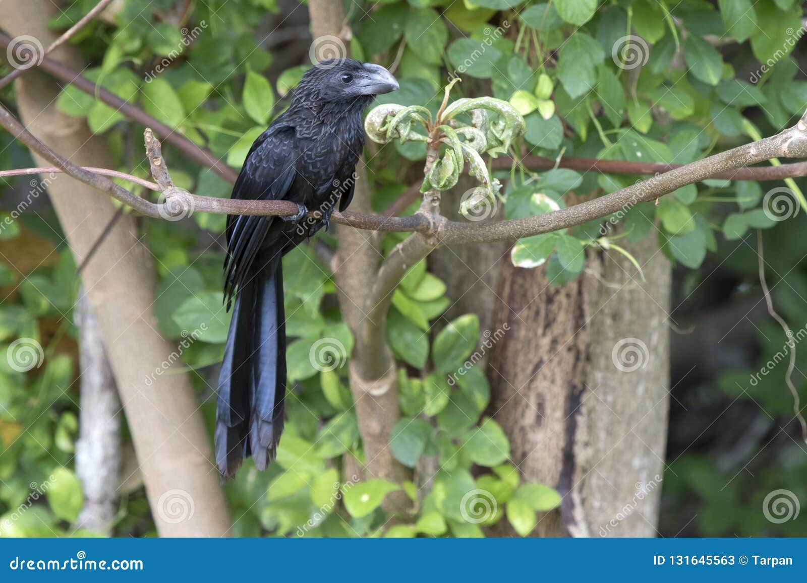 Smooth-billed Ani Tree that Sits on a Tree Branch at the Edge of the ...