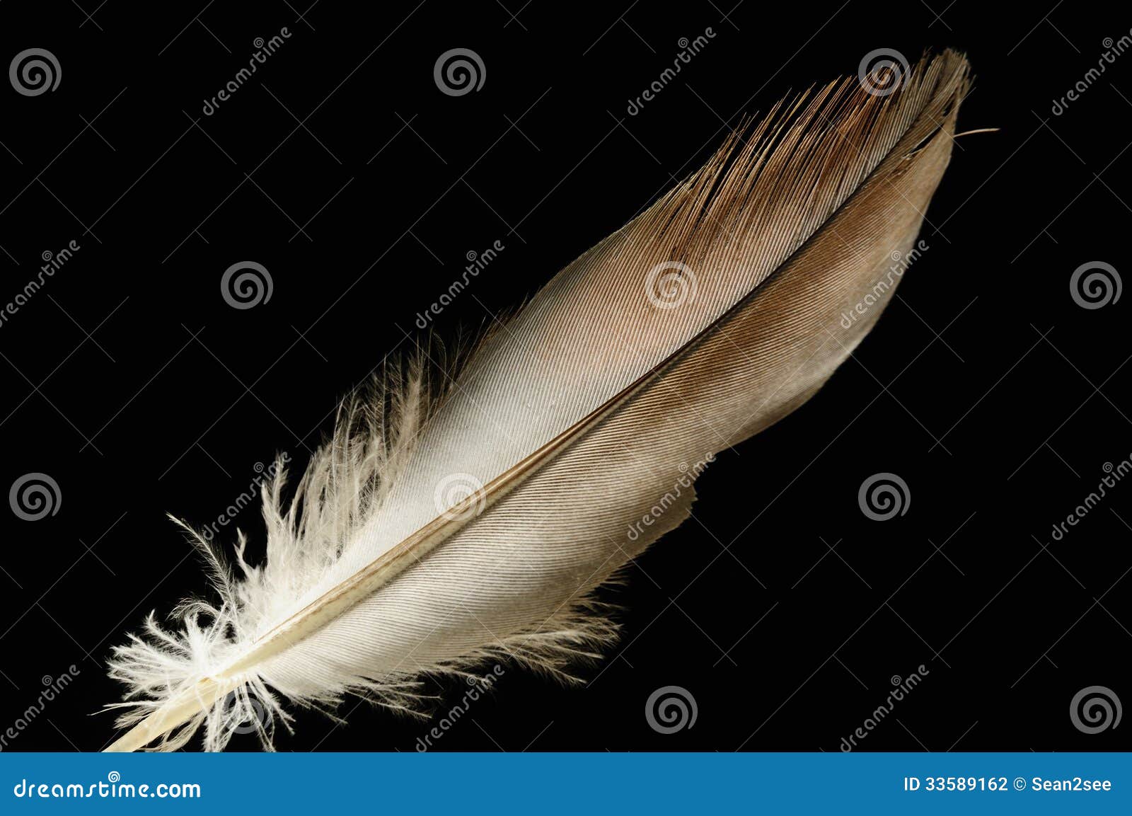 Smooth Bird Feather stock photo. Image of comfort, plumage - 33589162