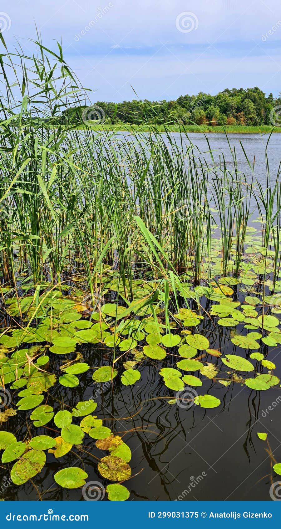 Smooth Calm Water Surface on Lake among Thickets and Algae in Summer ...