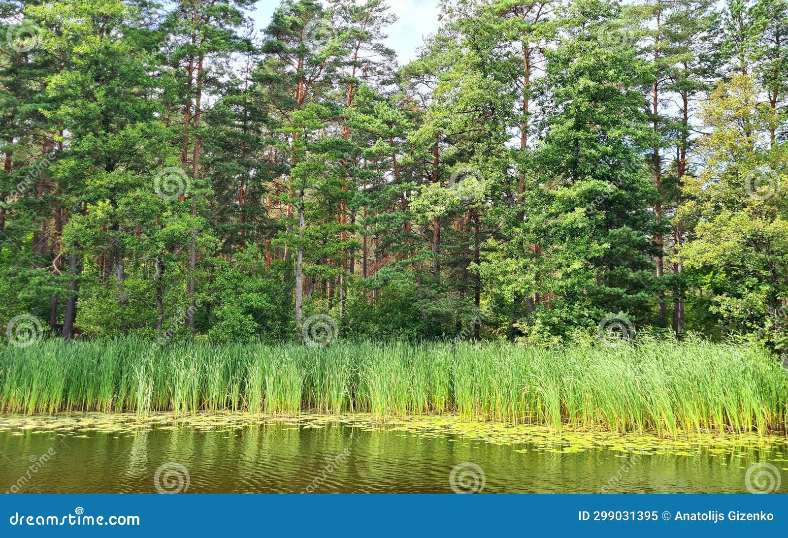 Smooth Calm Water Surface on Lake among Thickets and Algae in Summer ...