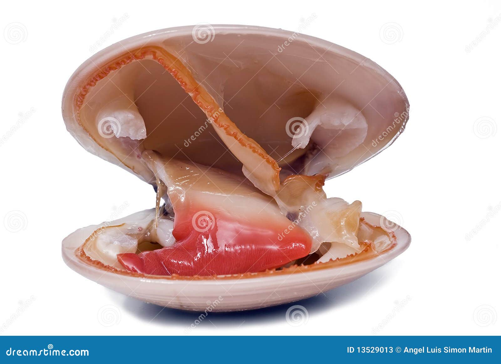 Smooth clam. stock image. Image of clams, meat, cooking - 13529013