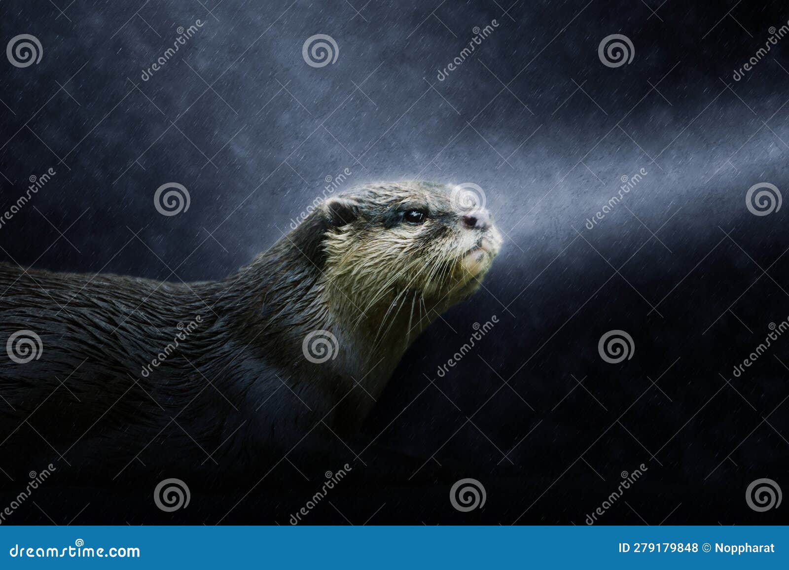 Smooth-Coated Otter stock photo. Image of rains, open - 279179848