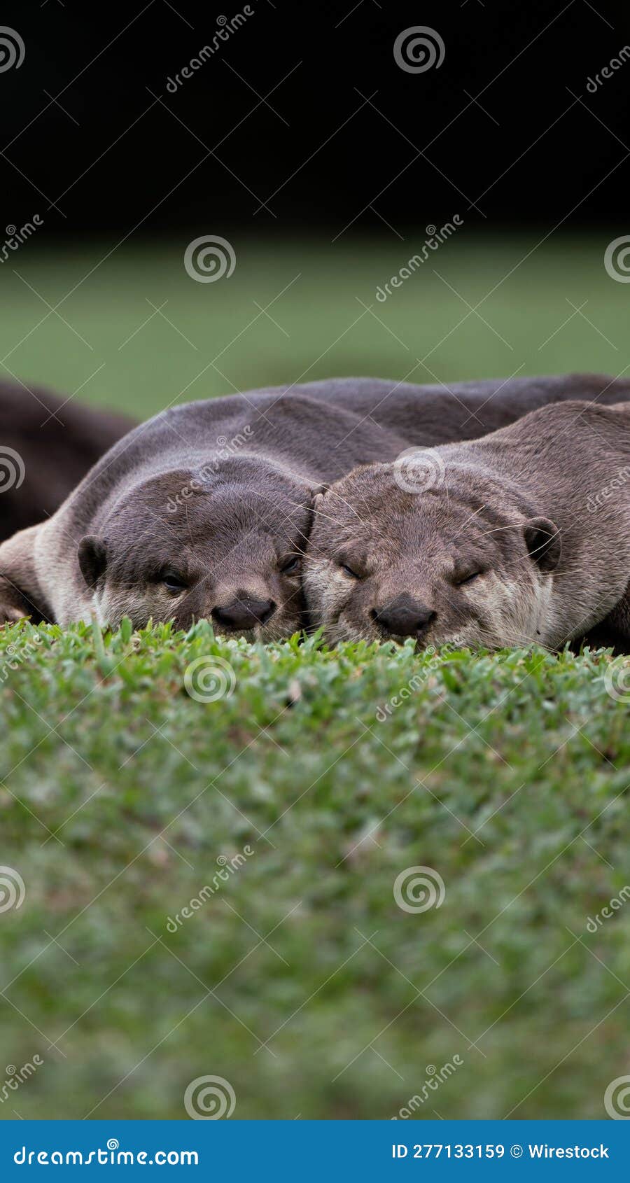 Coated Otters Snuggling on a Grassy Surface with Their Heads Down Stock ...
