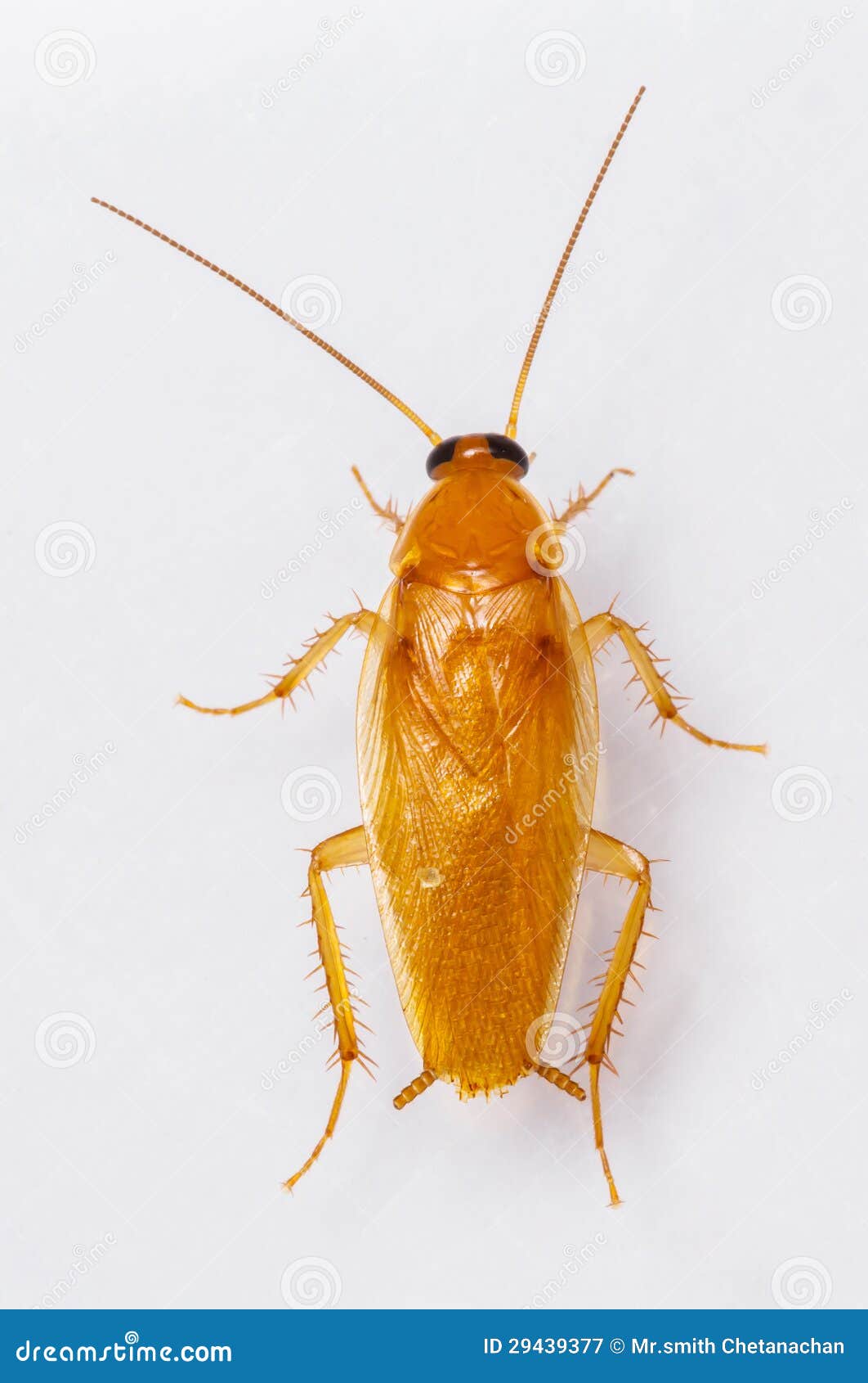 Smooth Cockroach - Symploce Pallens Stock Image - Image of insect ...