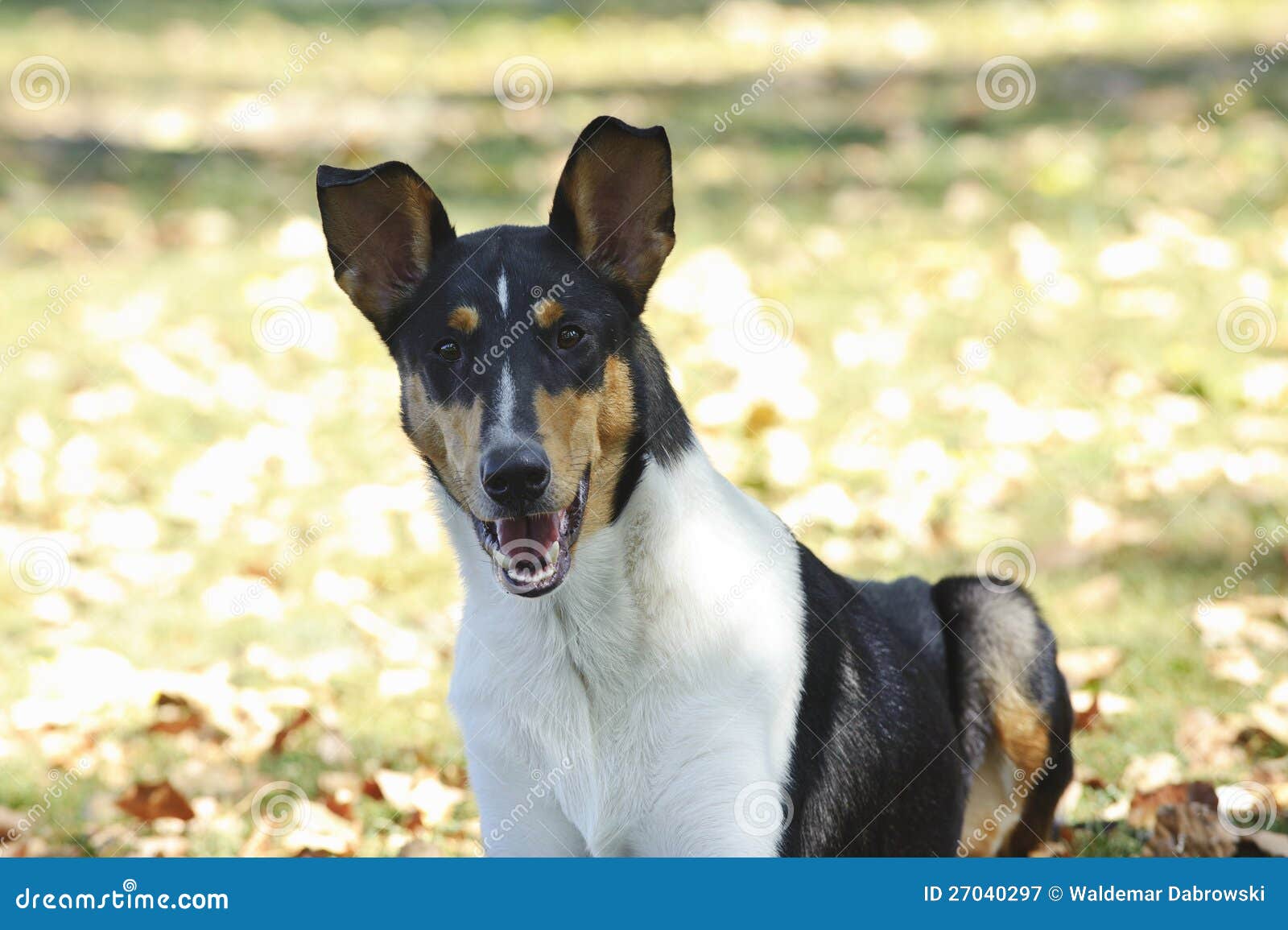 Smooth Collie dog stock image. Image of nature, pedigreed - 27040297