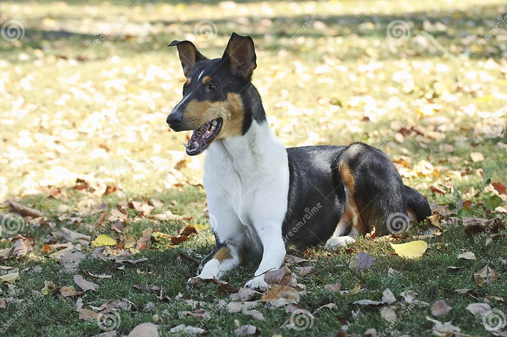 Smooth Collie dog stock photo. Image of portrait, gazing - 27040316
