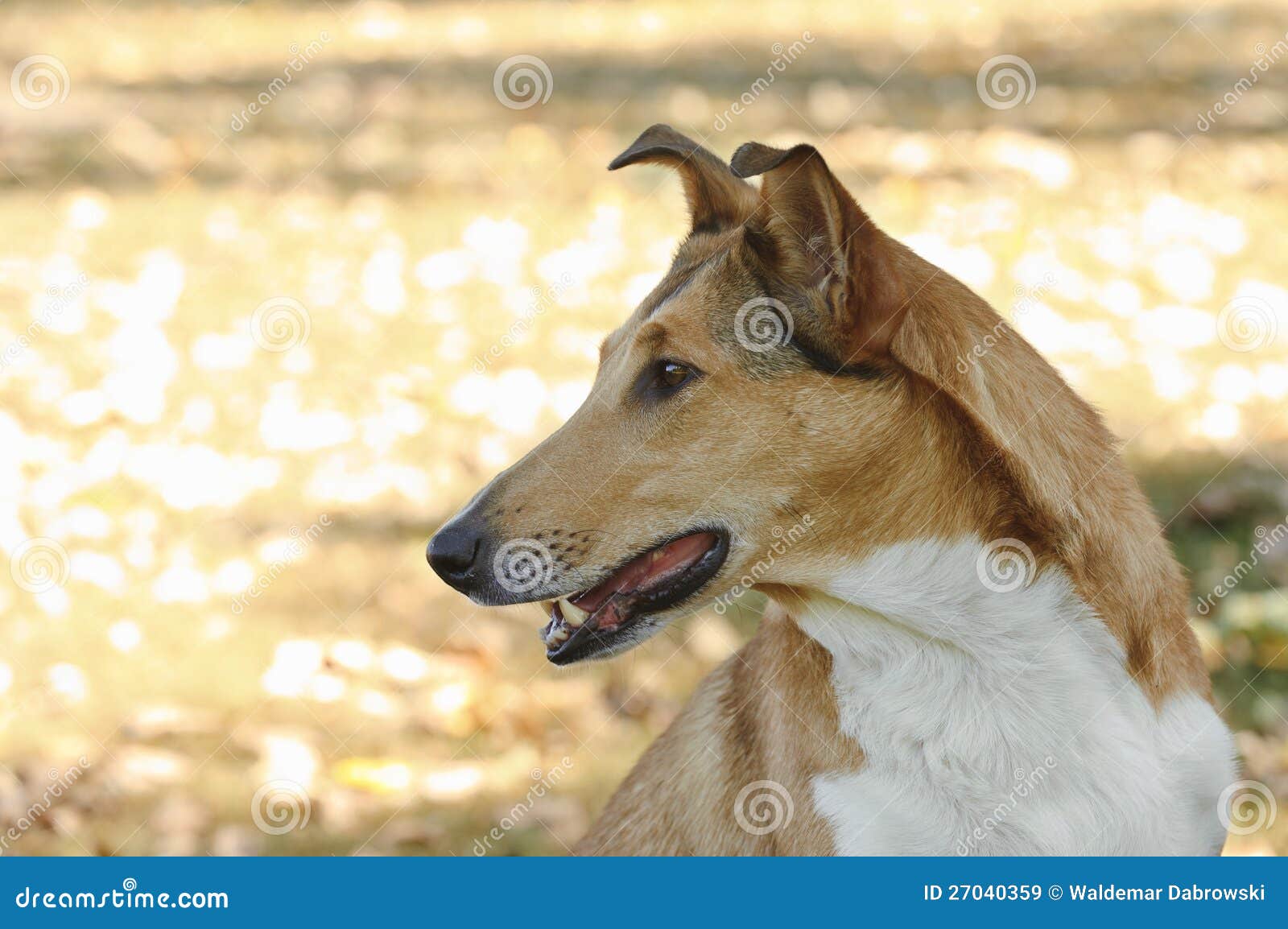 Smooth Collie dog stock image. Image of autumn, bark - 27040359